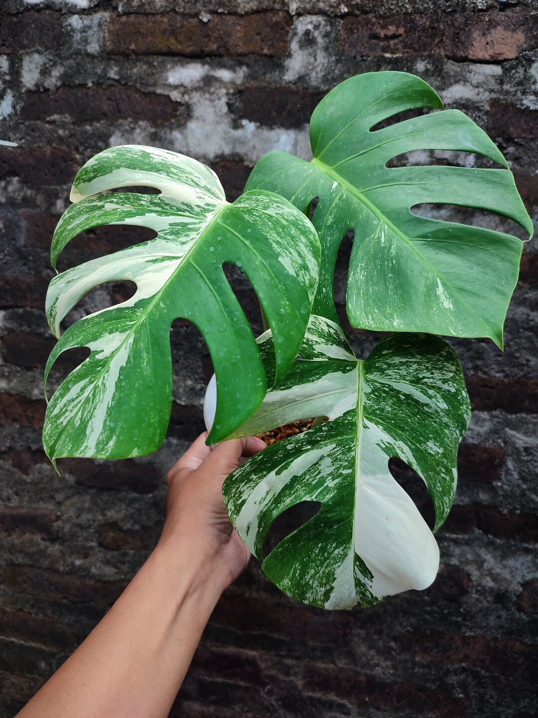 Monstera Variegated Aroid House Plants With Phytosanitary Certificate ...