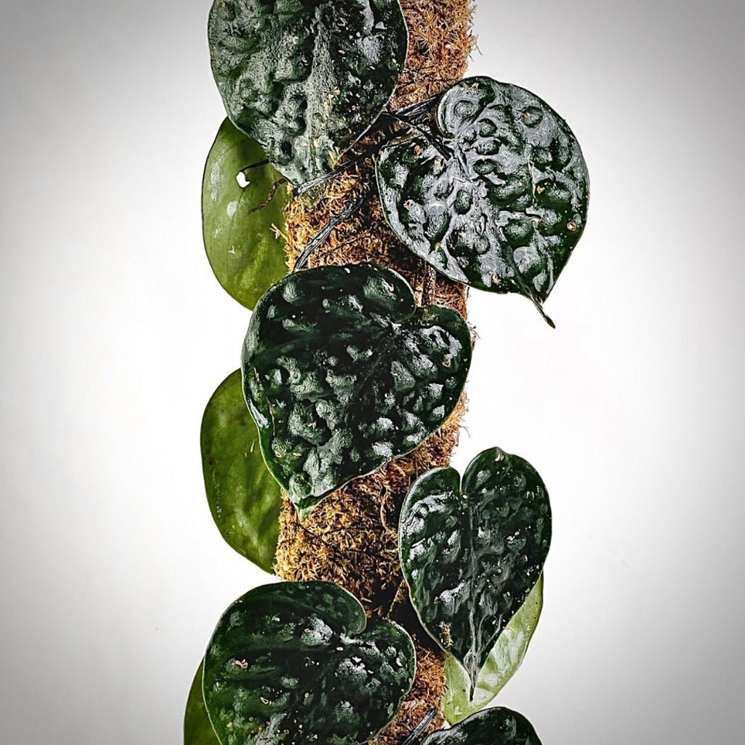 Rare Plant Scindapsus Black Mamba Scindapsus Bentol With Phytosanitary ...