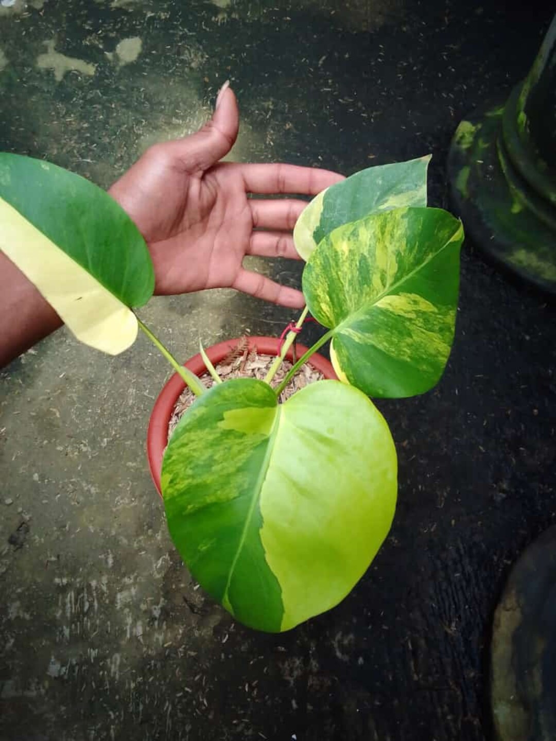 Monstera Marmorata Variegated Aroid House Plants 3 Leaves With ...