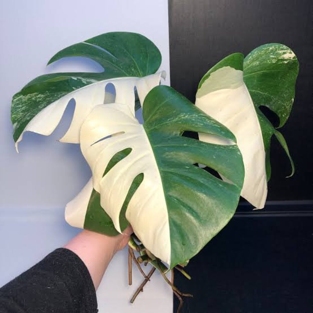 Monstera Half Moon Albo Variegated Aroid House Plants 3 Leaves With ...