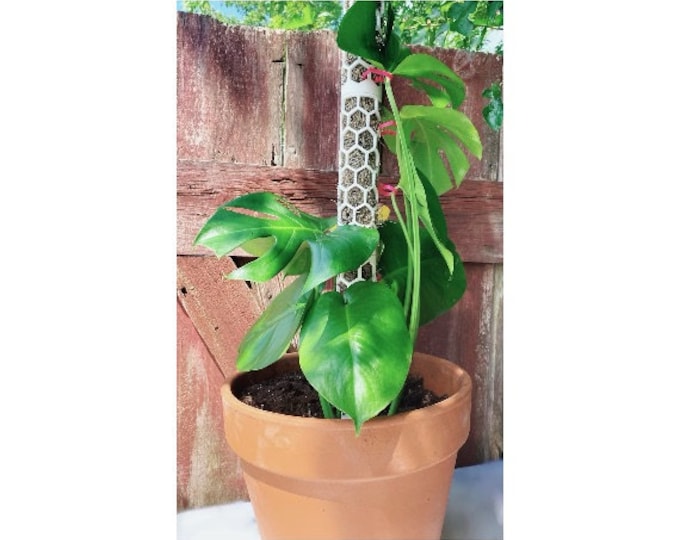Snake Planter Snake Plant Pot With Drainage Cute Snake Planter Perfect ...