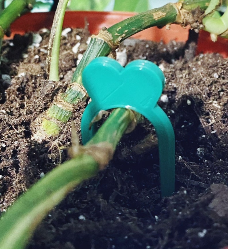 Propagation Pins Moss Pole Pins Allow a Little More Flair - Etsy