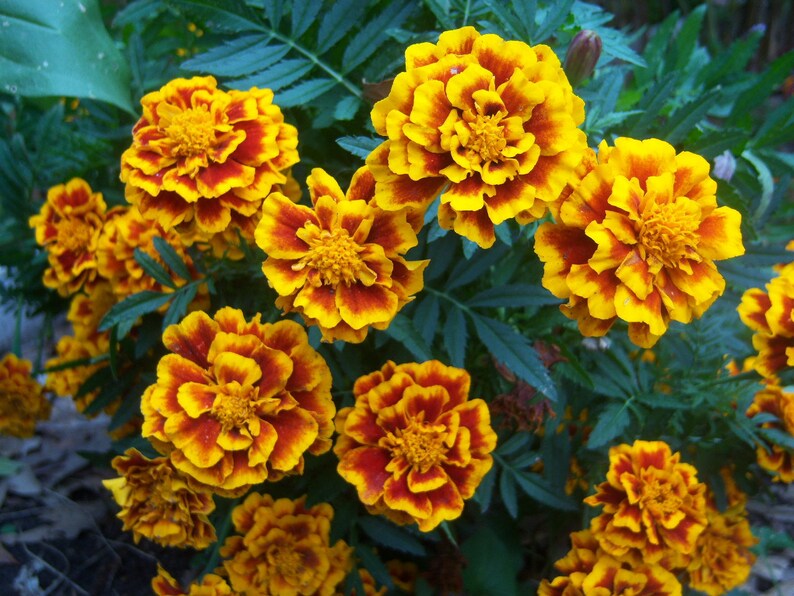Marigold french Dwarf Double Mixed Flower Seeds Non GMO - Etsy Australia
