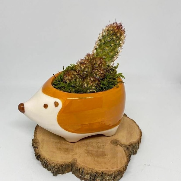 Ceramic Hedgehog - Etsy
