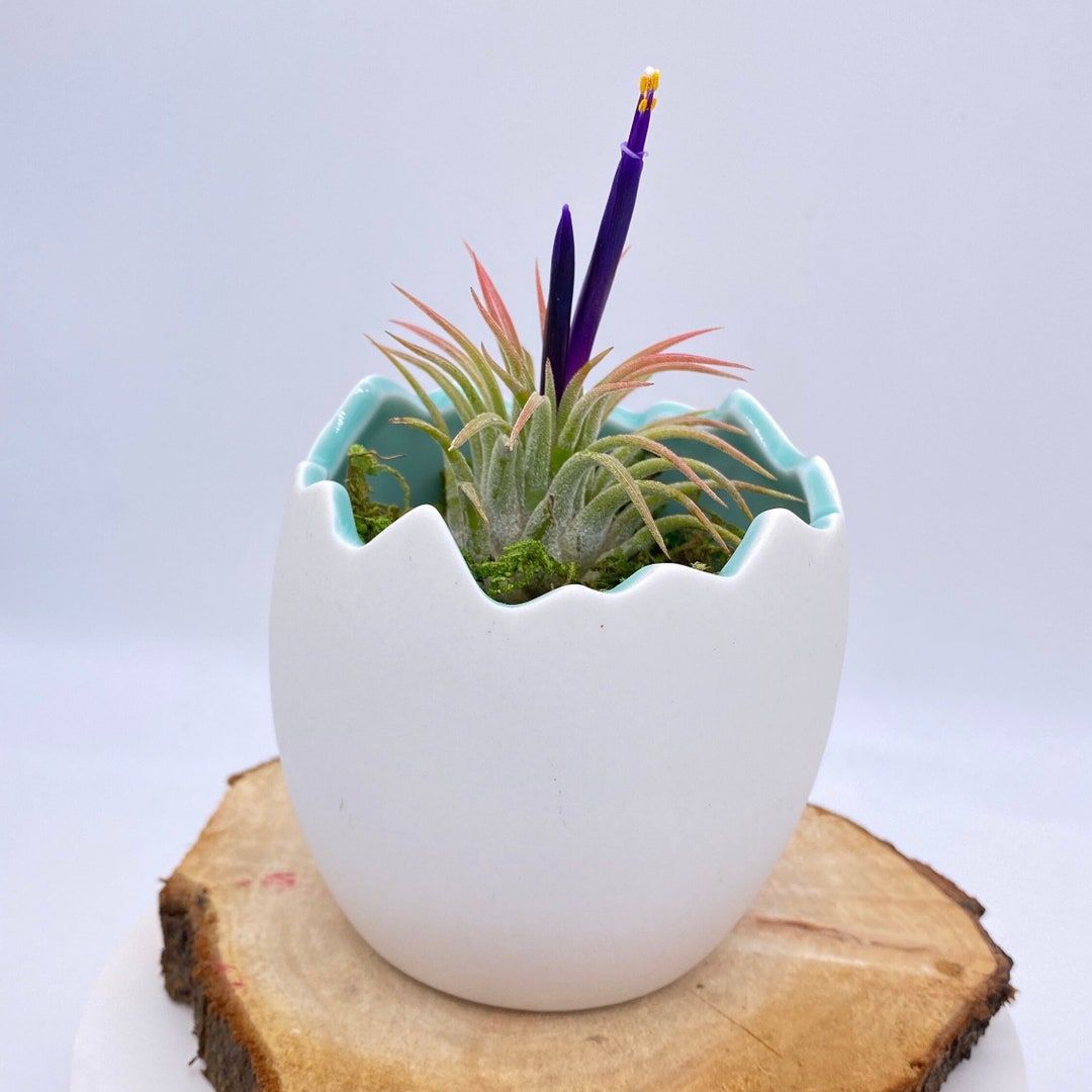 Egg Shaped Pot | Easter Themed Plant Gift | Spring Plant Decor - Etsy
