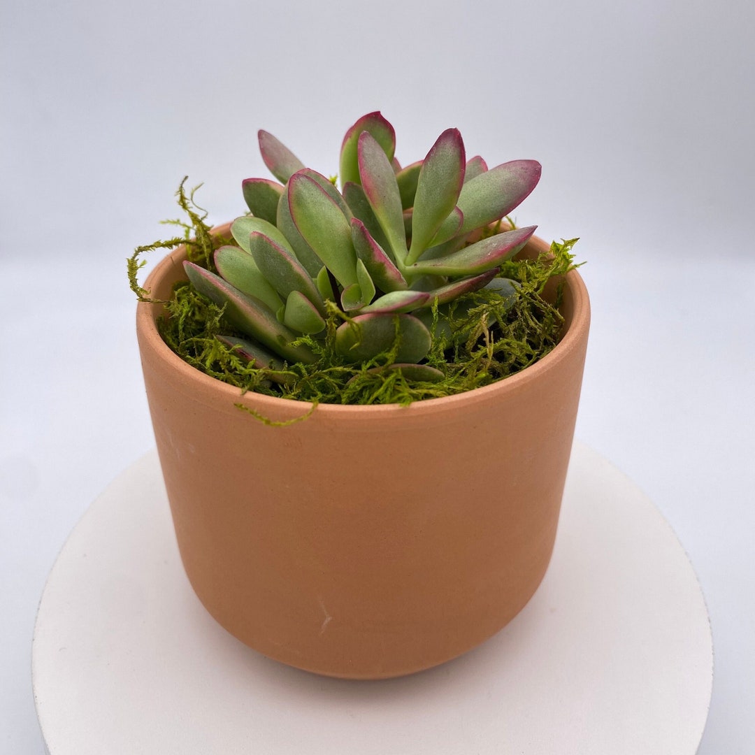 Terracotta Color Ceramic Pot With Live Succulent | Small Round Pot and ...