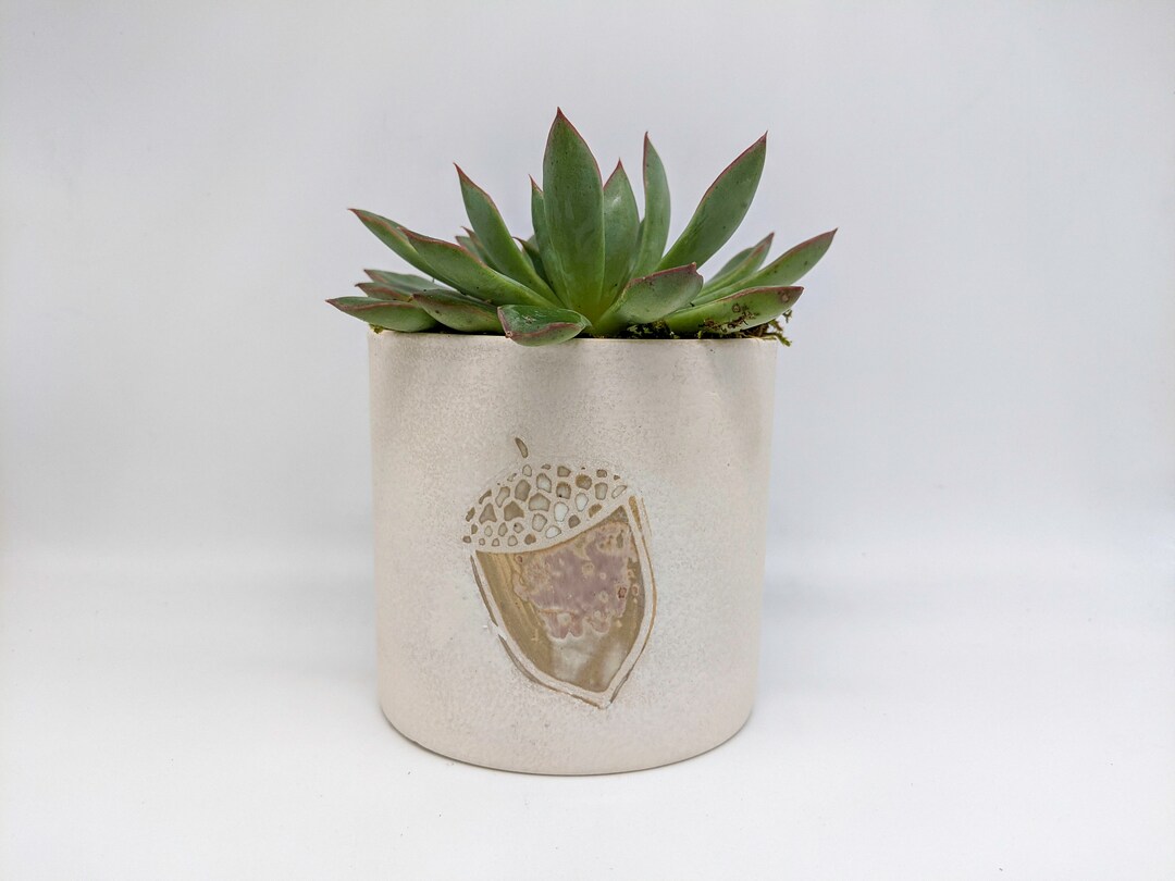 Hand-painted Acorn Pot With Live Succulent - Etsy