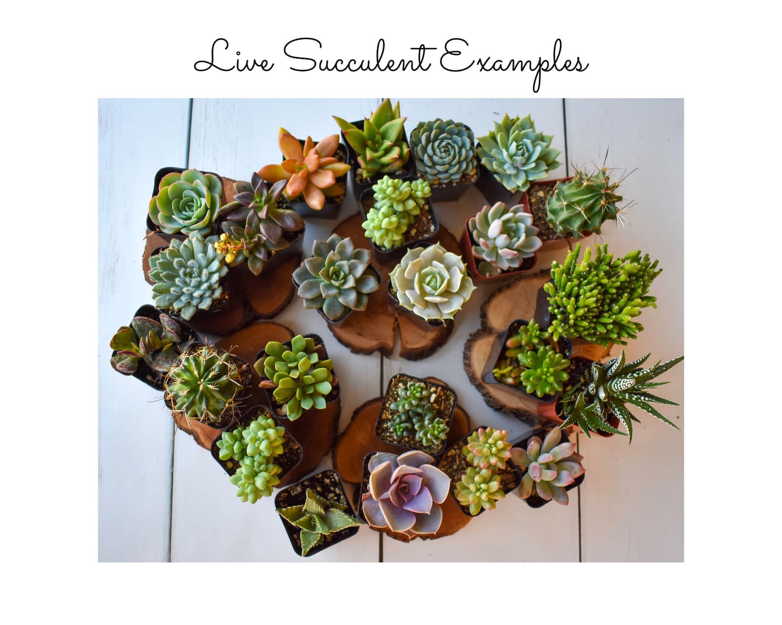 Cow Planter With Succulent Animal Planter With Live Plant - Etsy