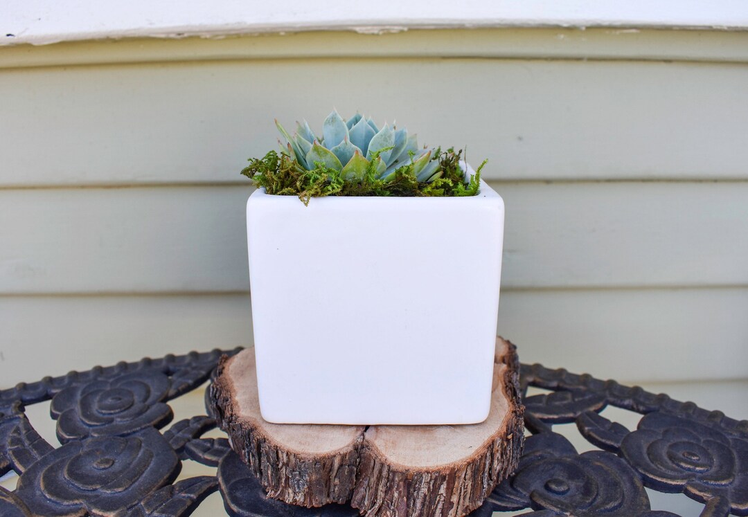 Matte-white Square Pot With Live Succulent | Small Potted Succulent ...