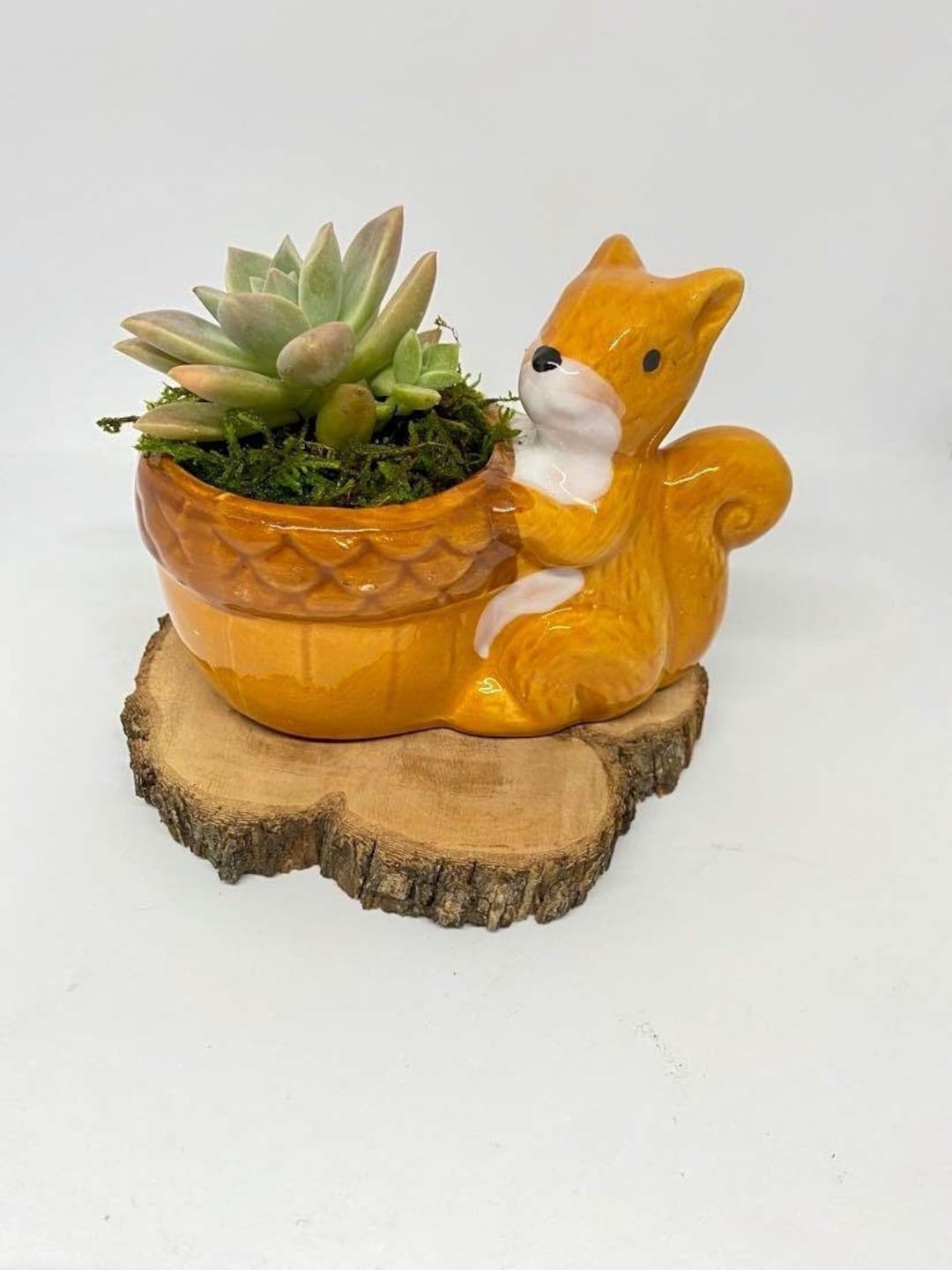 Ceramic Squirrel Planter With Succulent | Cute Animal Planter With Live ...