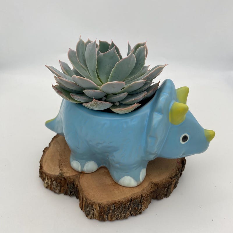Dinosaur Plant Pot - Etsy