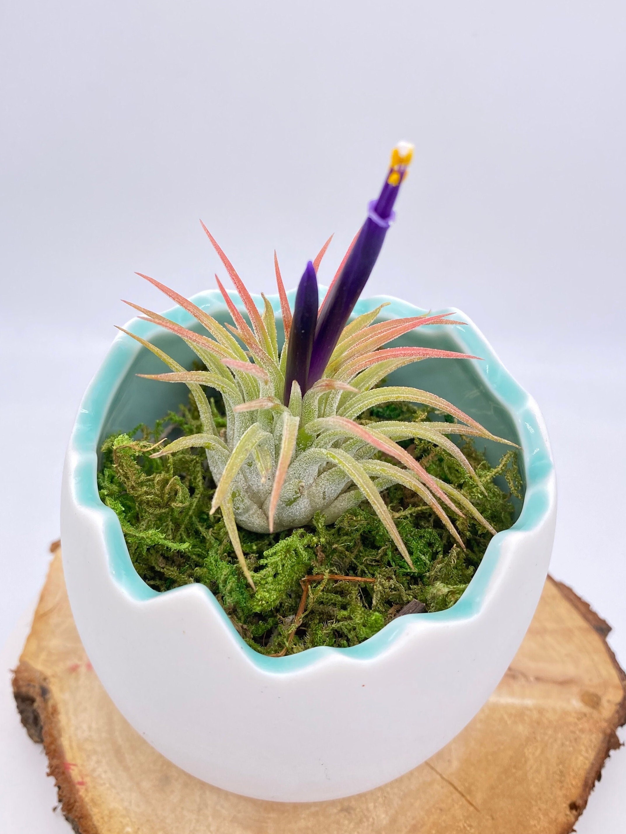 Egg Shaped Pot Easter Themed Plant Gift Spring Plant Decor - Etsy