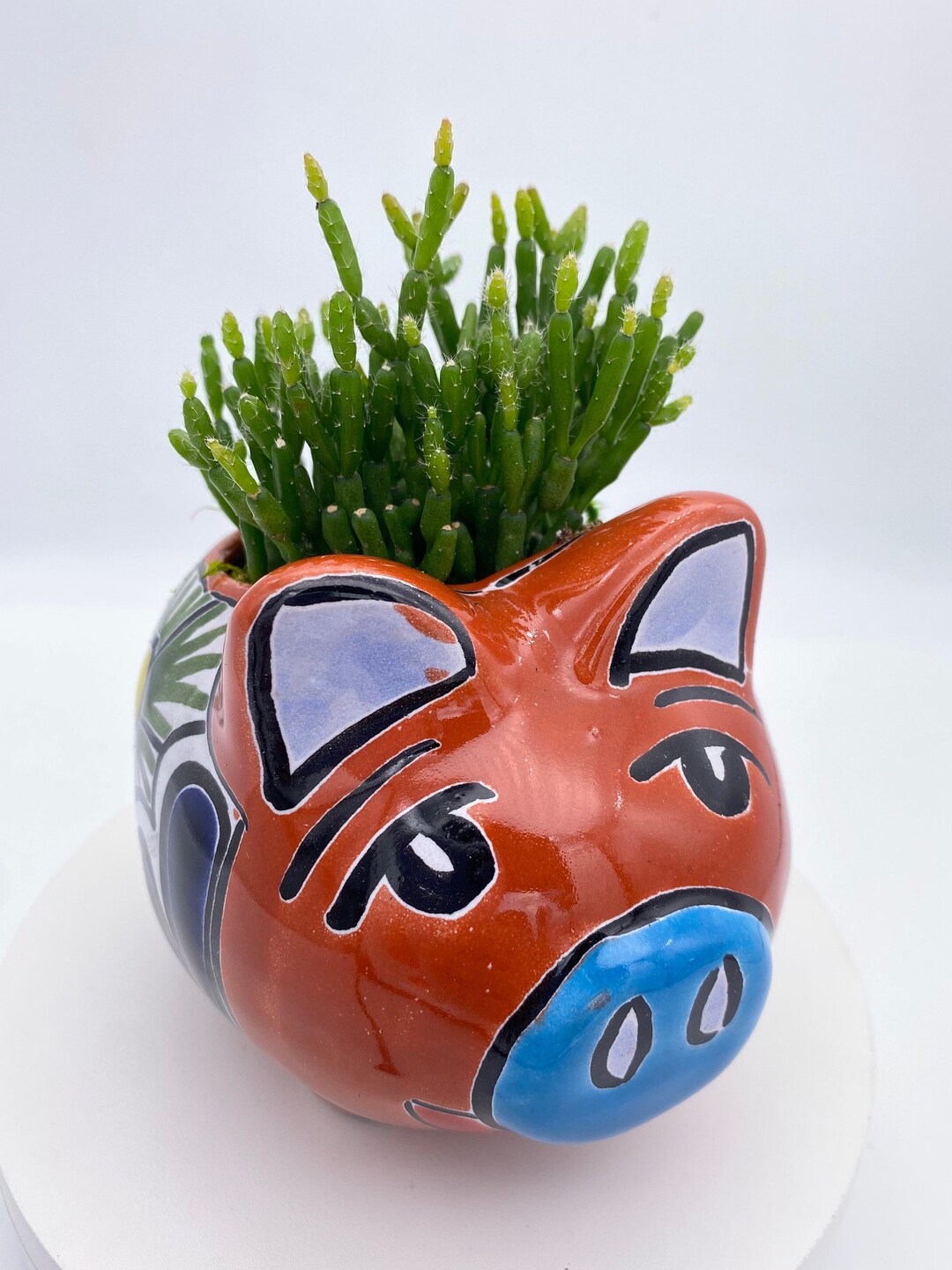 Gorgeous Small Brow Terracotta Multicolored Pig Succulent Planter ...