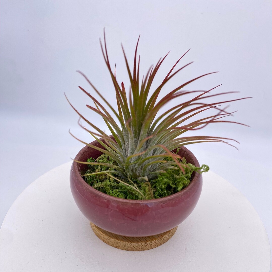 Air Plant in Ceramic Pot | Mini Pot With Live Air Plant | Plant Decor ...