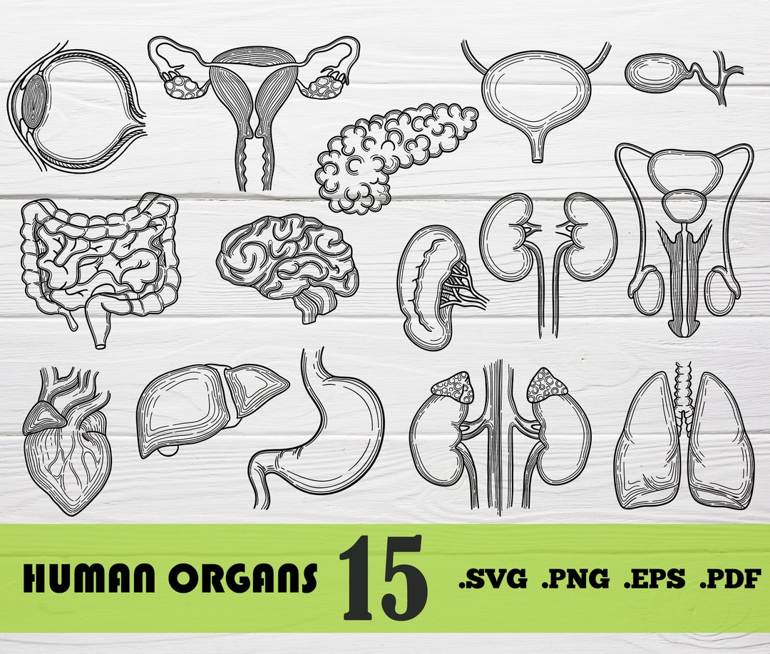 Human Ogans Svg,human Organs Svg,human Organs SVG, Human Heart Svg ...