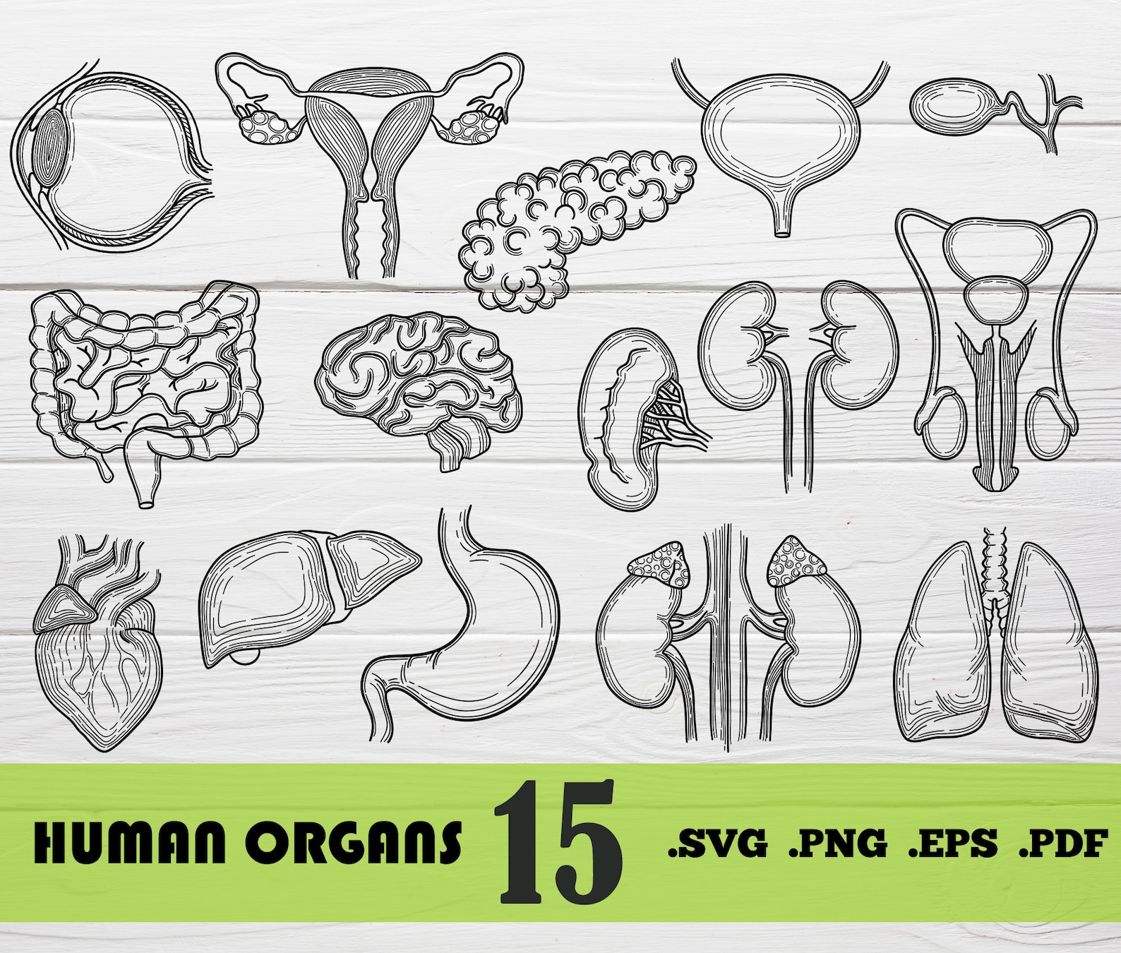 Human Ogans Svg,human Organs Svg,human Organs SVG, Human Heart Svg ...
