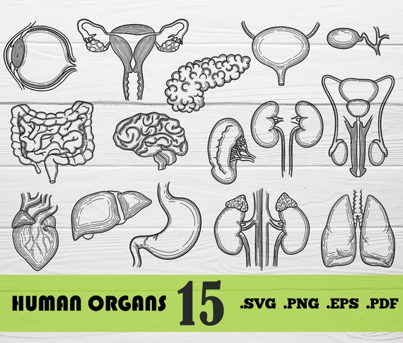 Human Ogans Svghuman Organs Svghuman Organs SVG Human Heart | Etsy