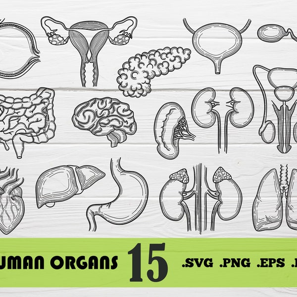 Human Anatomy Printable - Etsy
