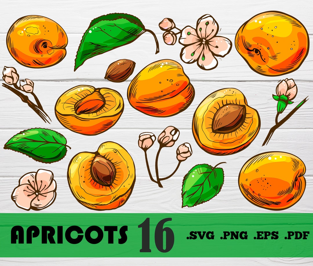Apricots Svg,set Apricots, Peach Svg, Peach Lineart, Apricot Lineart ...