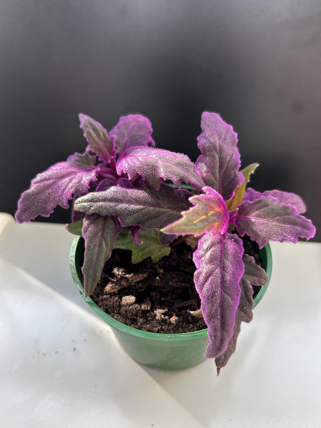 Purple Passion- Gynura Aurantiaca - Etsy