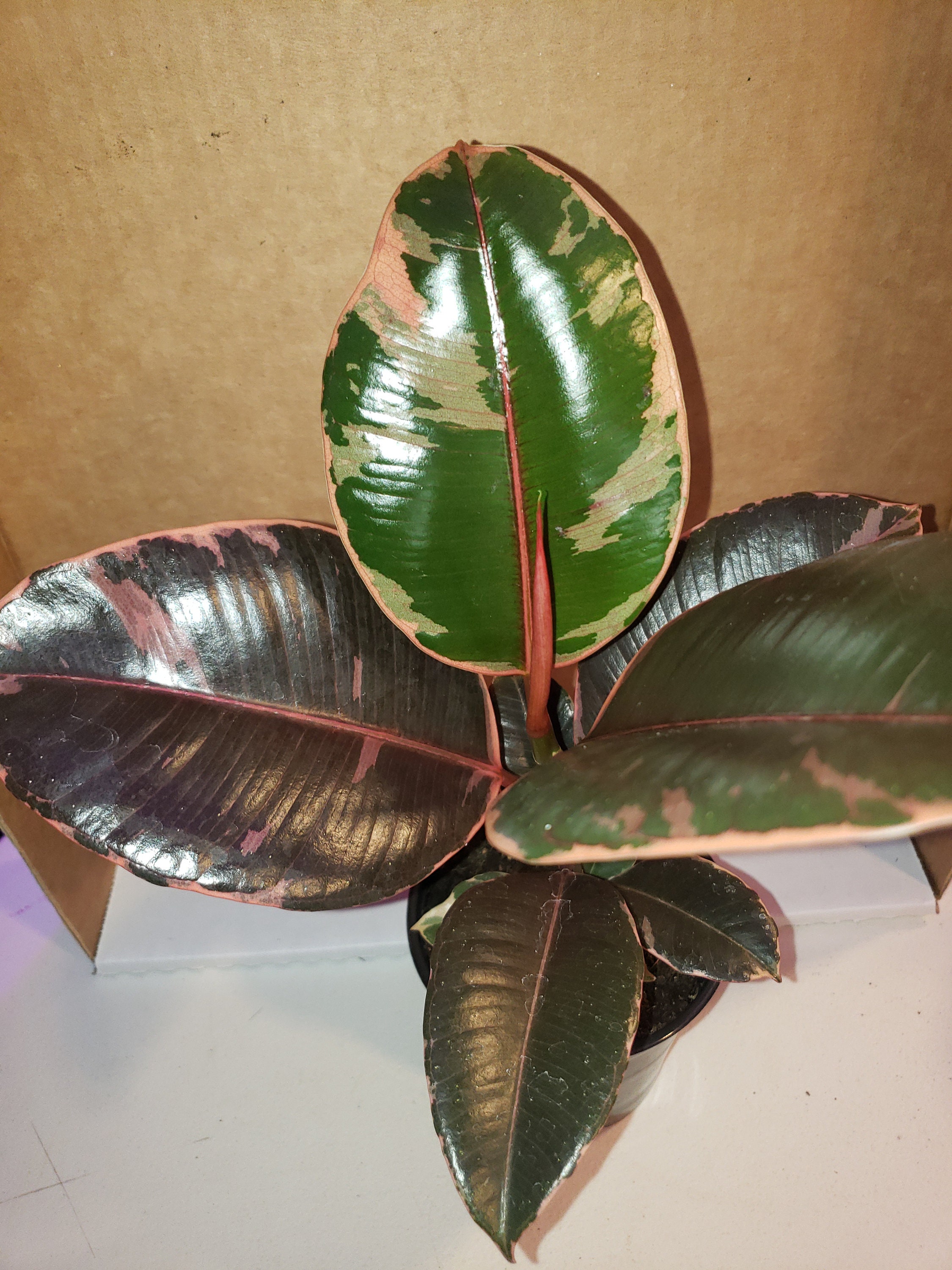 Ficus Ruby Tineke Variegated elastica Rubber Tree decora | Etsy