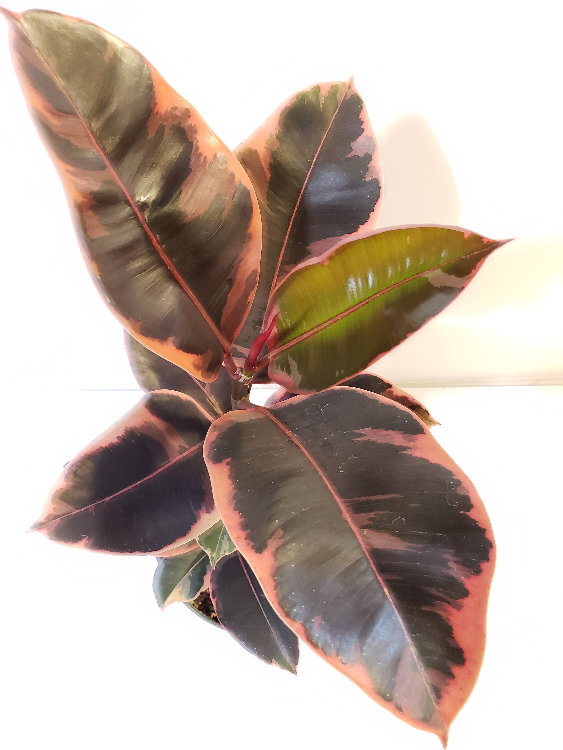 Large FICUS Decora Ruby Pink Rubber Plant Ficus Elastica | Etsy