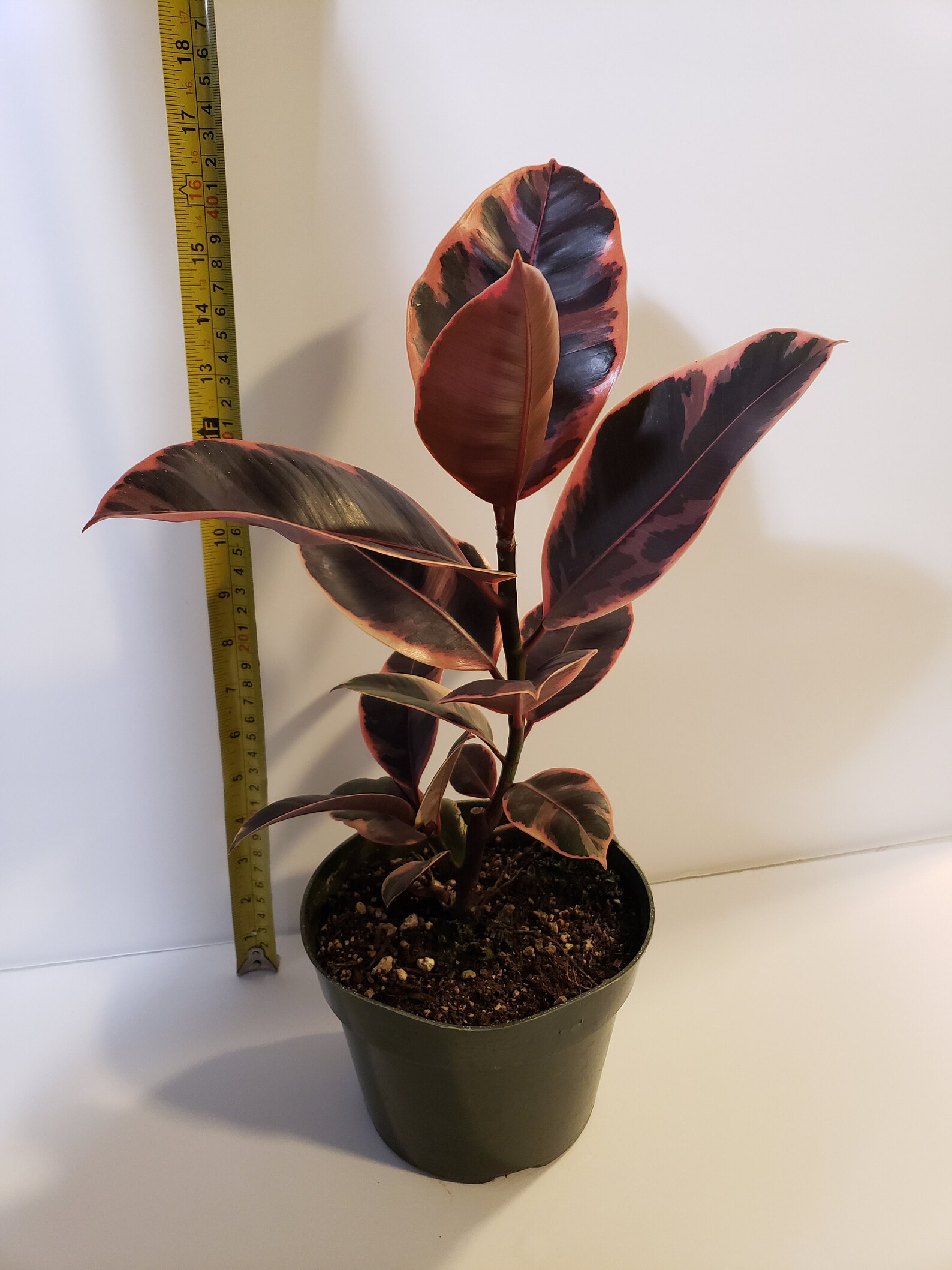 Large FICUS Decora Ruby Pink Rubber Plant Ficus Elastica | Etsy