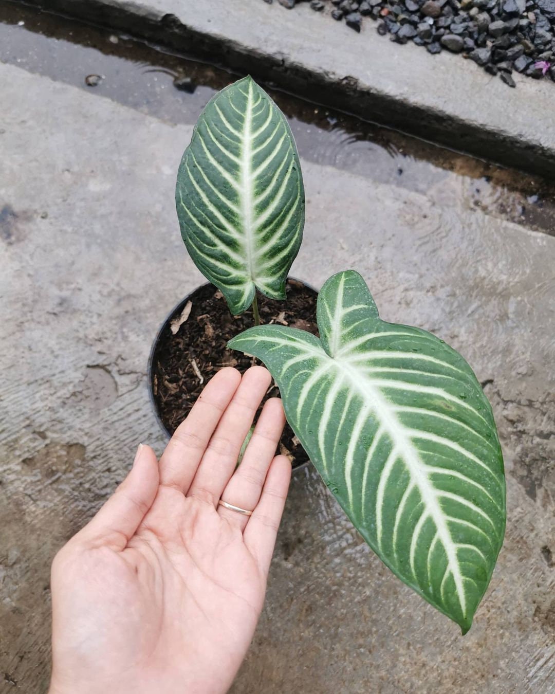 Xanthosoma Lindenii | Etsy
