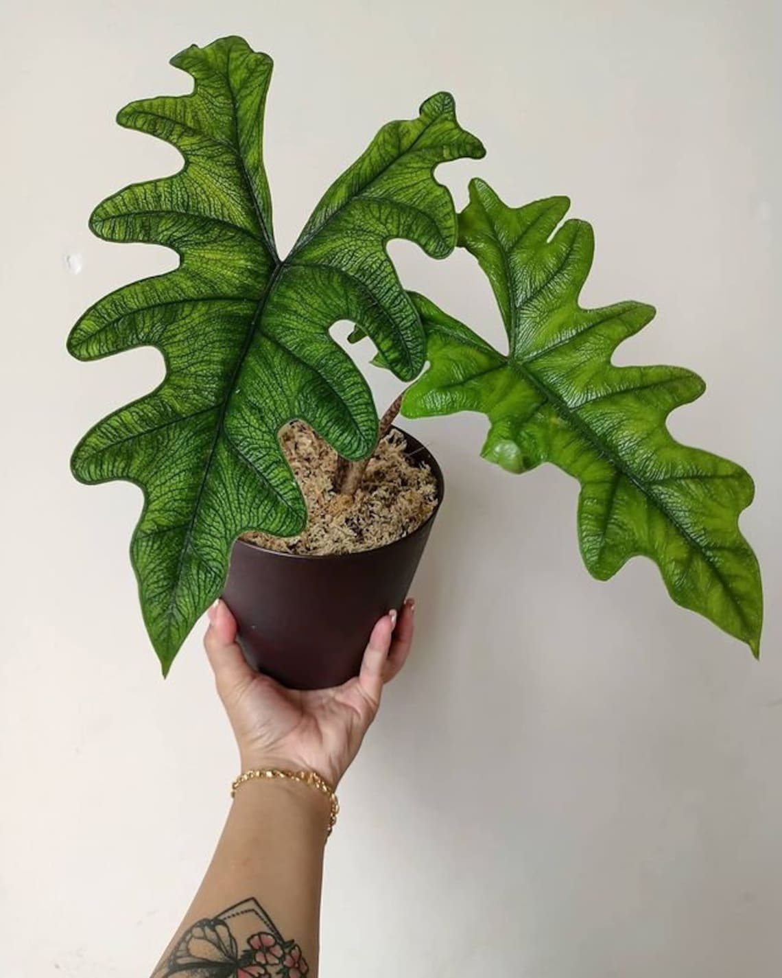 Alocasia Jacklyn Rare Plants | Etsy