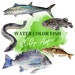 PNG Digital Bundles Fish, Downloadable Water Color Illustration, PNG ...
