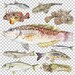 PNG Digital Bundles Fish, Downloadable Water Color Illustration, PNG ...