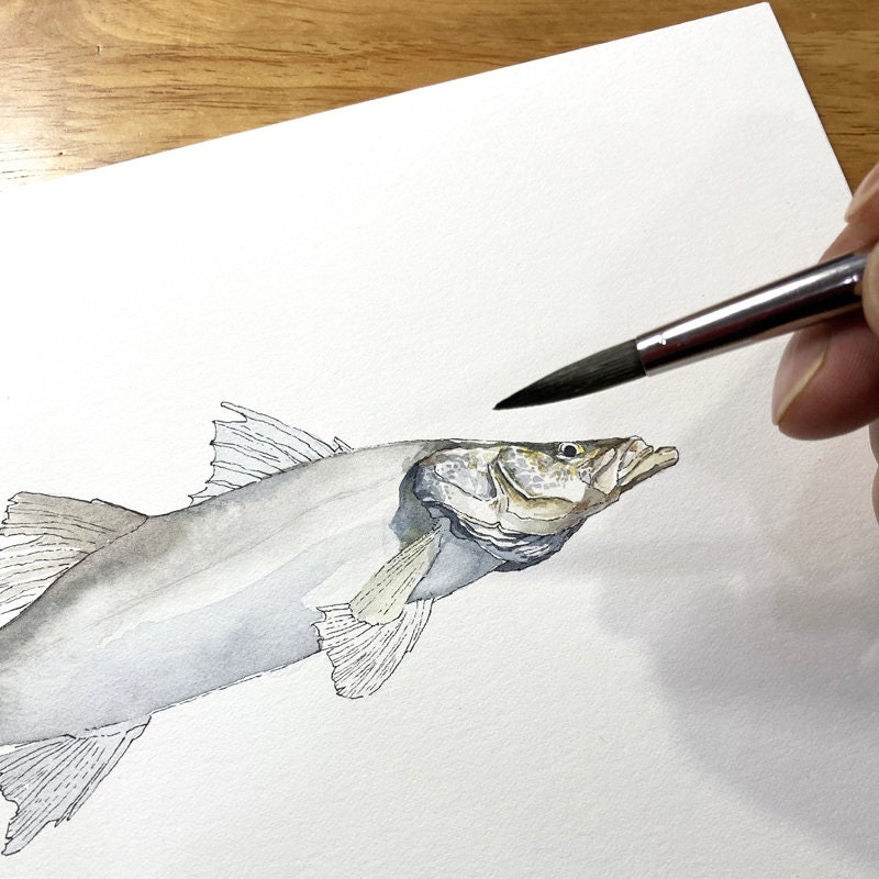 PRINTABLE Fish Watercolor Print Variety of Trout Vintage - Etsy