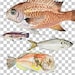 PNG Digital Bundles Fish, Downloadable Water Color Illustration, PNG ...