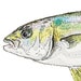 PNG Digital Bundles Fish, Downloadable Water Color Illustration, PNG ...