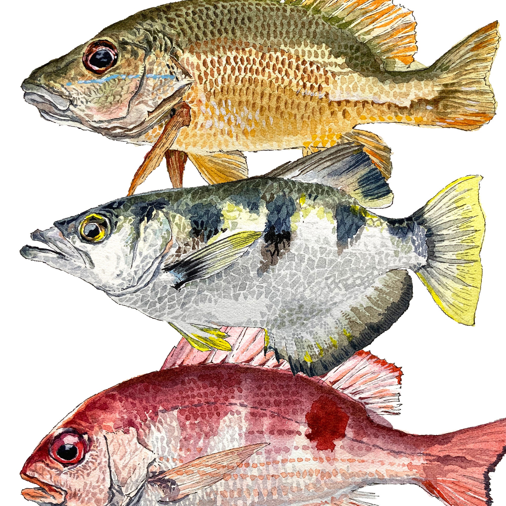 PNG Digital Bundles Fish, Downloadable Water Color Illustration, PNG ...