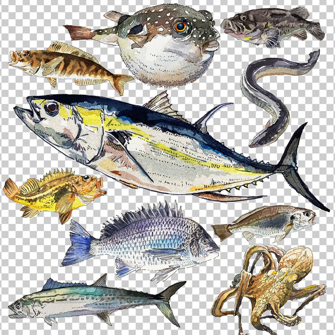 PNG Digital Bundles Fish, Downloadable Water Color Illustration, PNG ...