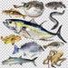 PNG Digital Bundles Fish, Downloadable Water Color Illustration, PNG ...