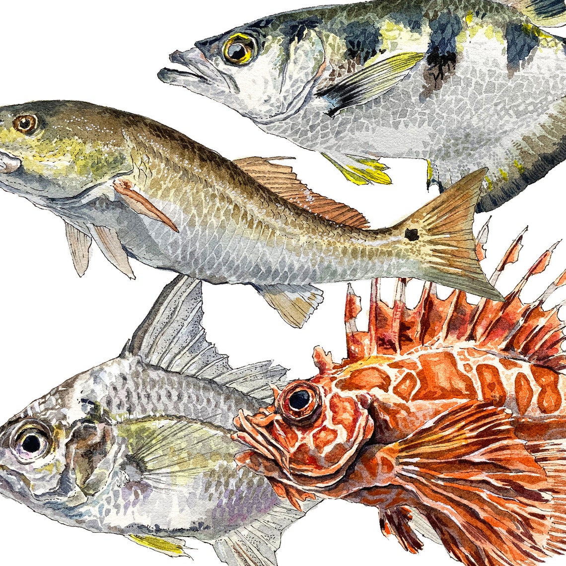 PNG Digital Bundles Fish, Downloadable Water Color Illustration, PNG ...