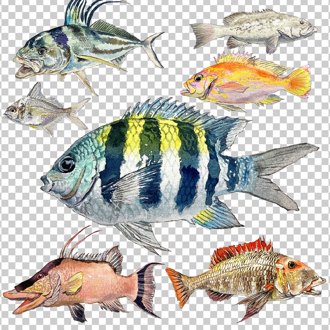 PNG Digital Bundles Fish, Downloadable Water Color Illustration, Ocean ...