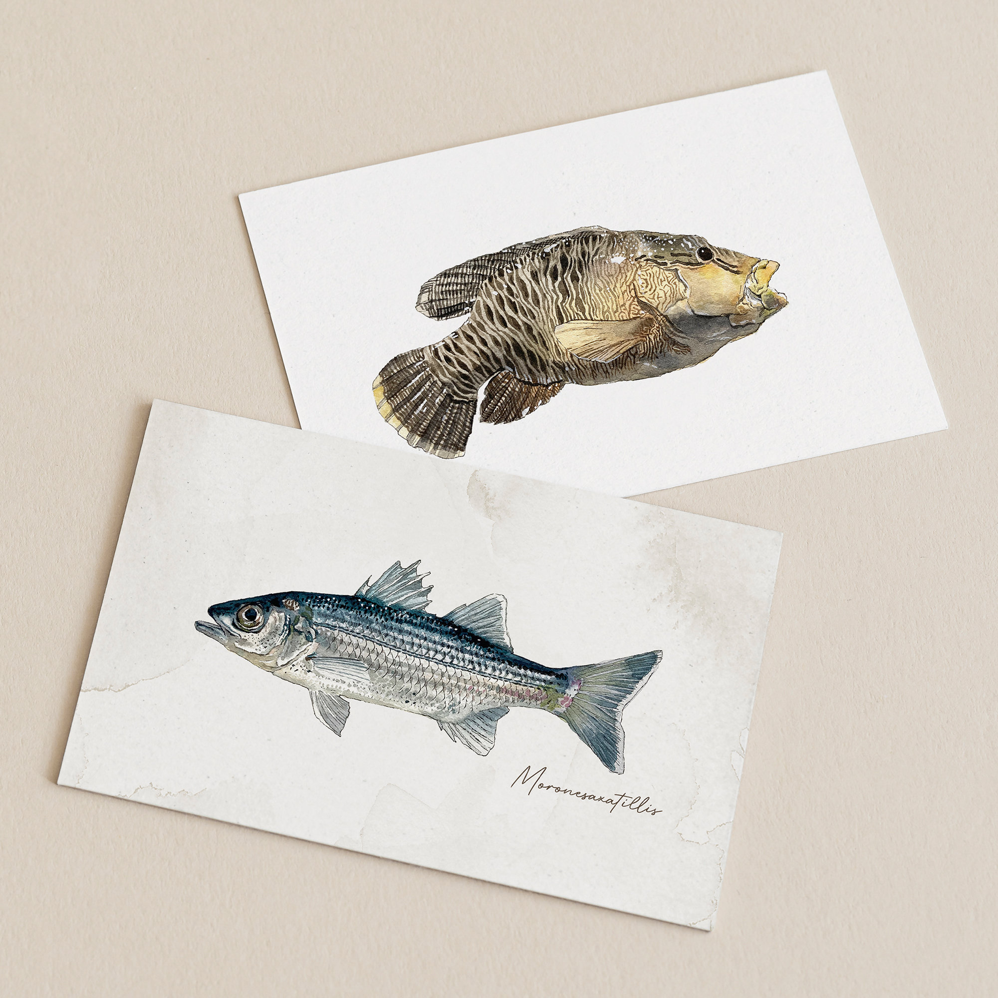 PRINTABLE Fish Watercolor Print Ocean Fish Vintage Poster - Etsy