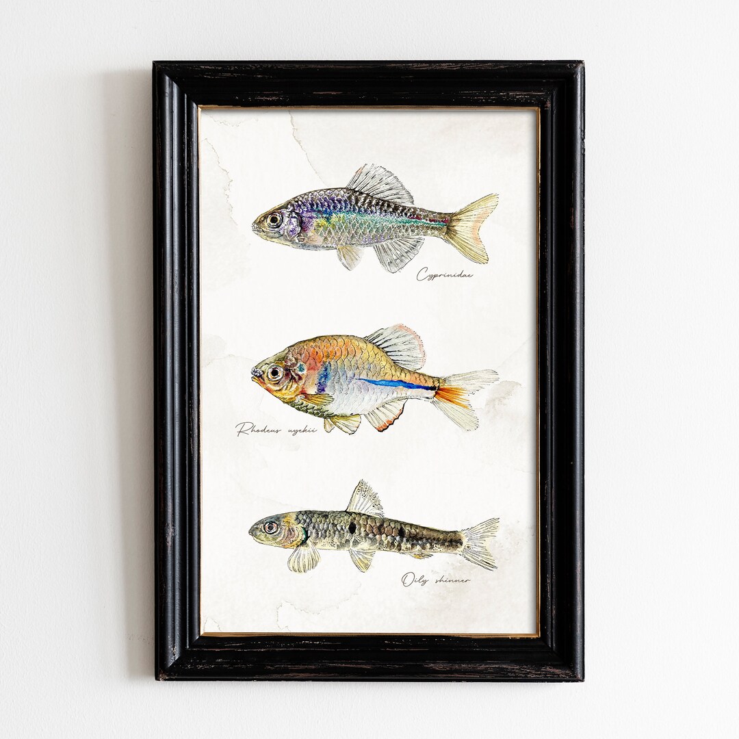 PRINTABLE Fish Watercolor Prints, Fishing, River Fish, Vintage Poster ...
