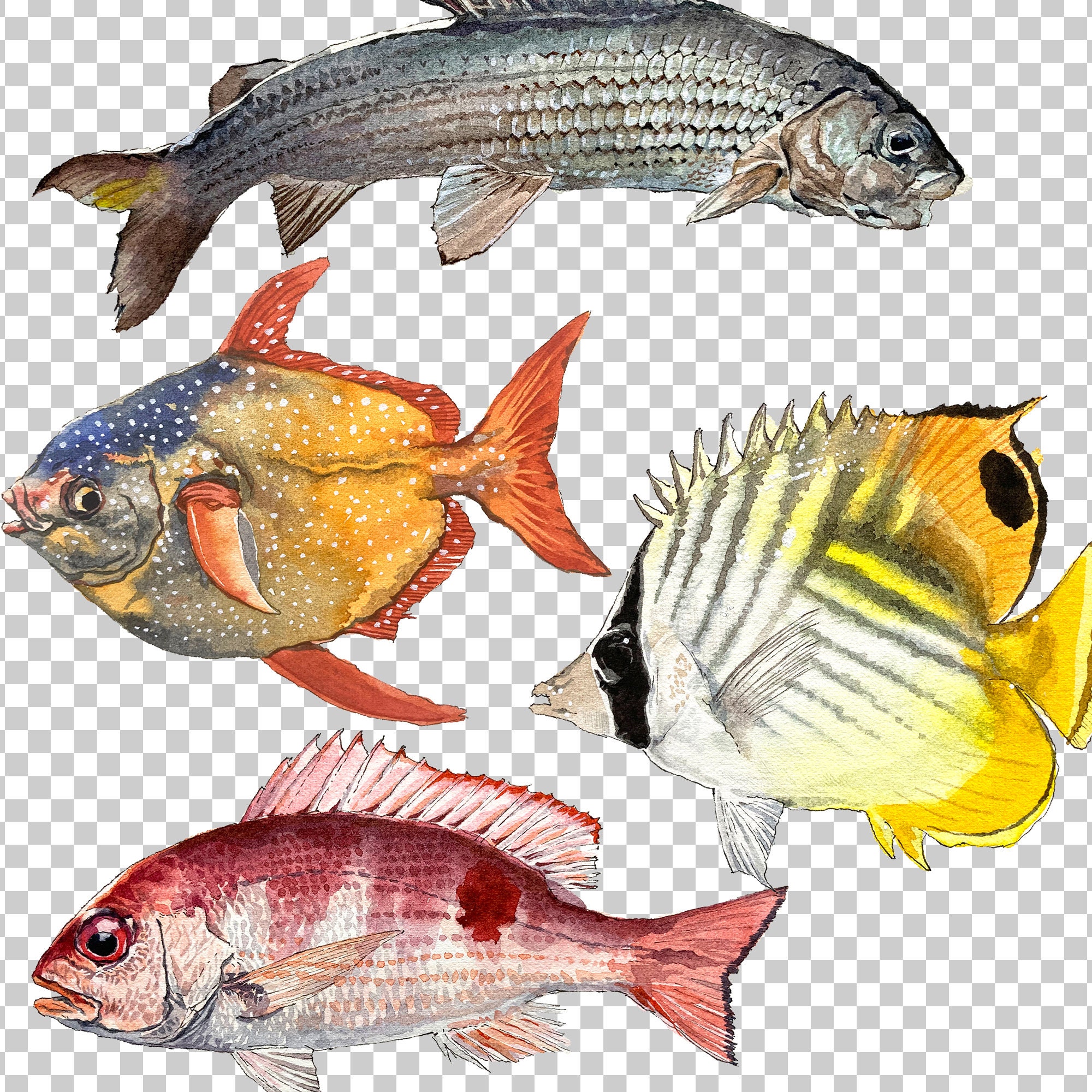 PNG Digital Bundles Fish, Downloadable Water Color Illustration, PNG ...