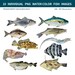 PNG Digital Bundles Fish, Downloadable Water Color Illustration, PNG ...