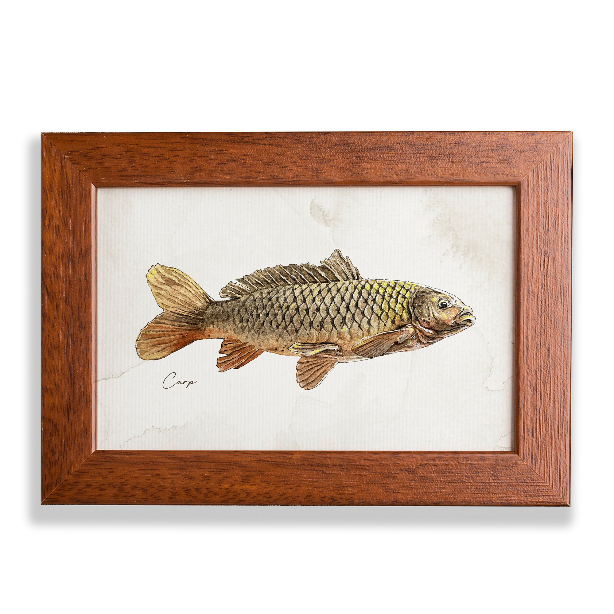 PRINTABLE Fish Watercolor Print, River Fish, Vintage Poster, Fish ...