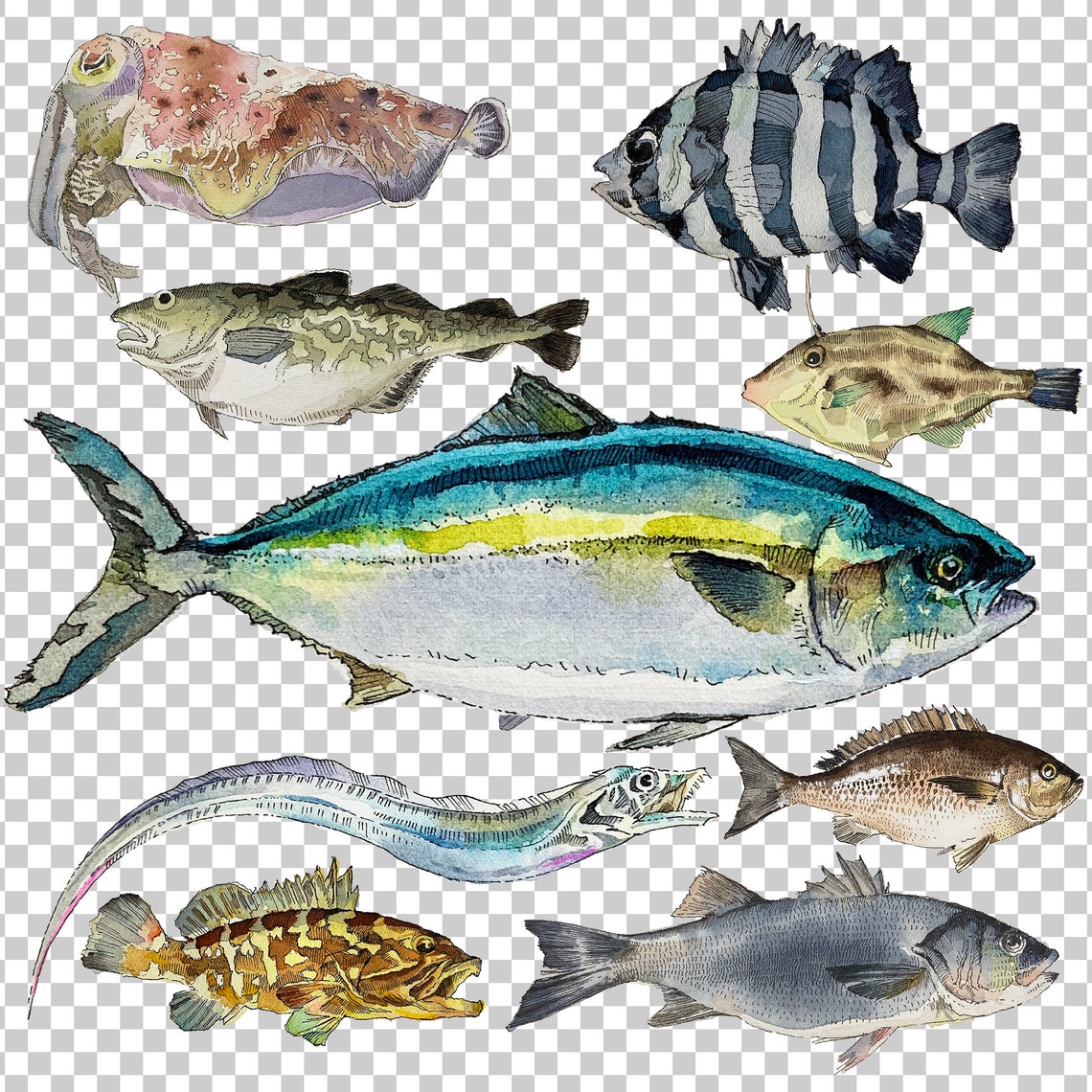 PNG Digital Bundles Fish, Downloadable Water Color Illustration, PNG ...