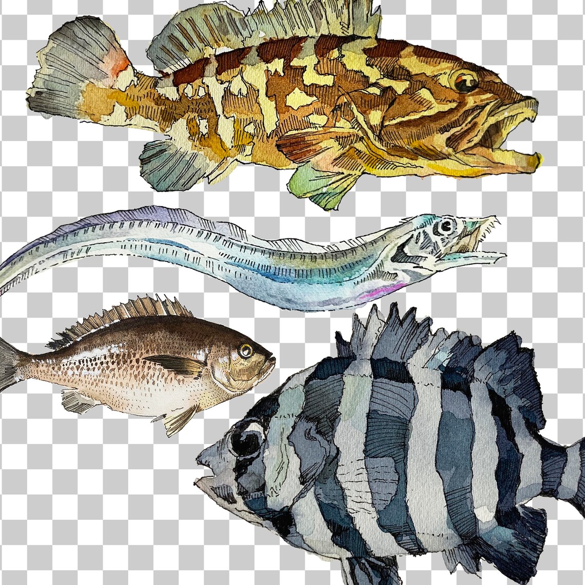 PNG Digital Bundles Fish, Downloadable Water Color Illustration, PNG ...