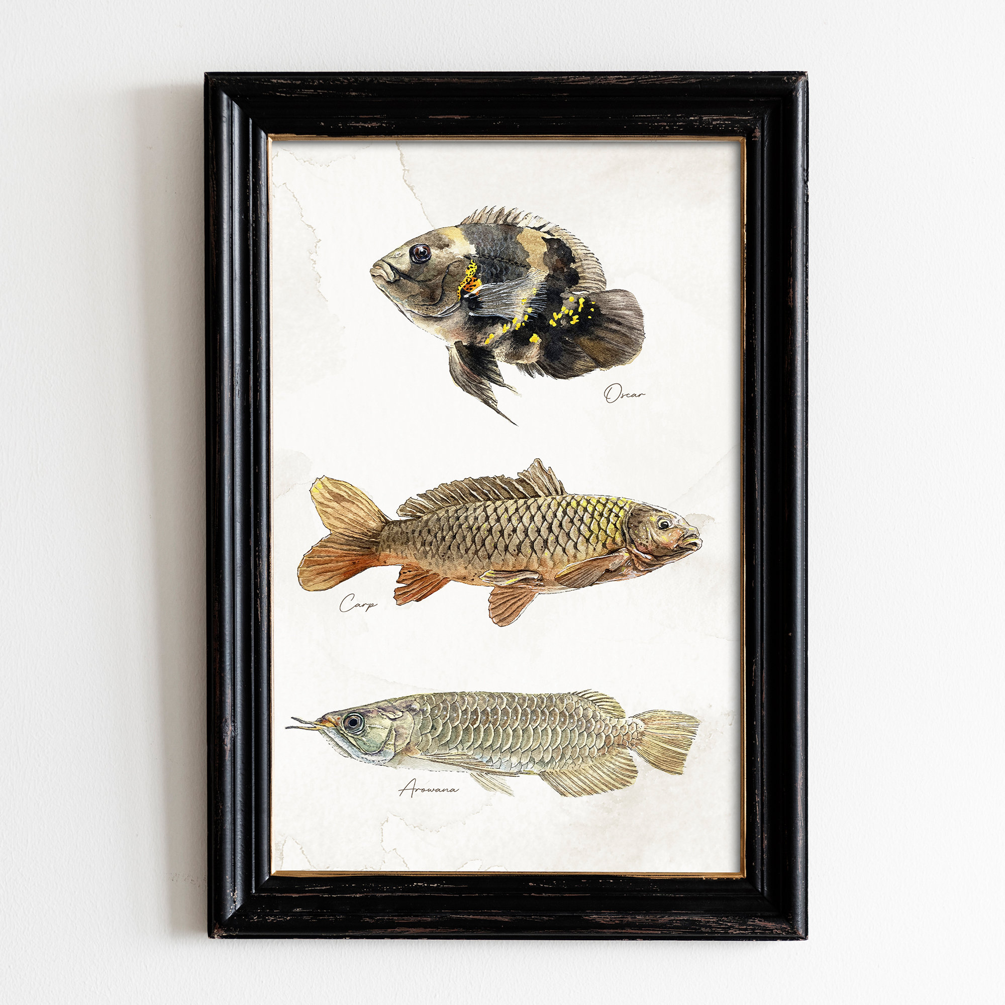 PRINTABLE Fish Watercolor Print, River Fish, Vintage Poster, Fish ...