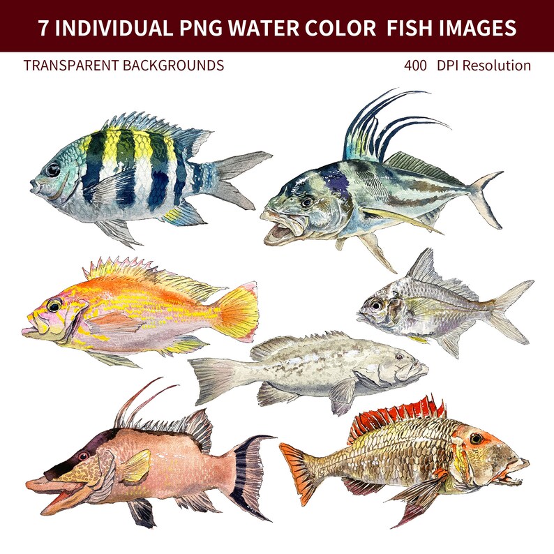 PNG Digital Bundles Fish, Downloadable Water Color Illustration, Ocean ...
