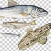 PNG Digital Bundles Fish, Downloadable Water Color Illustration, PNG ...