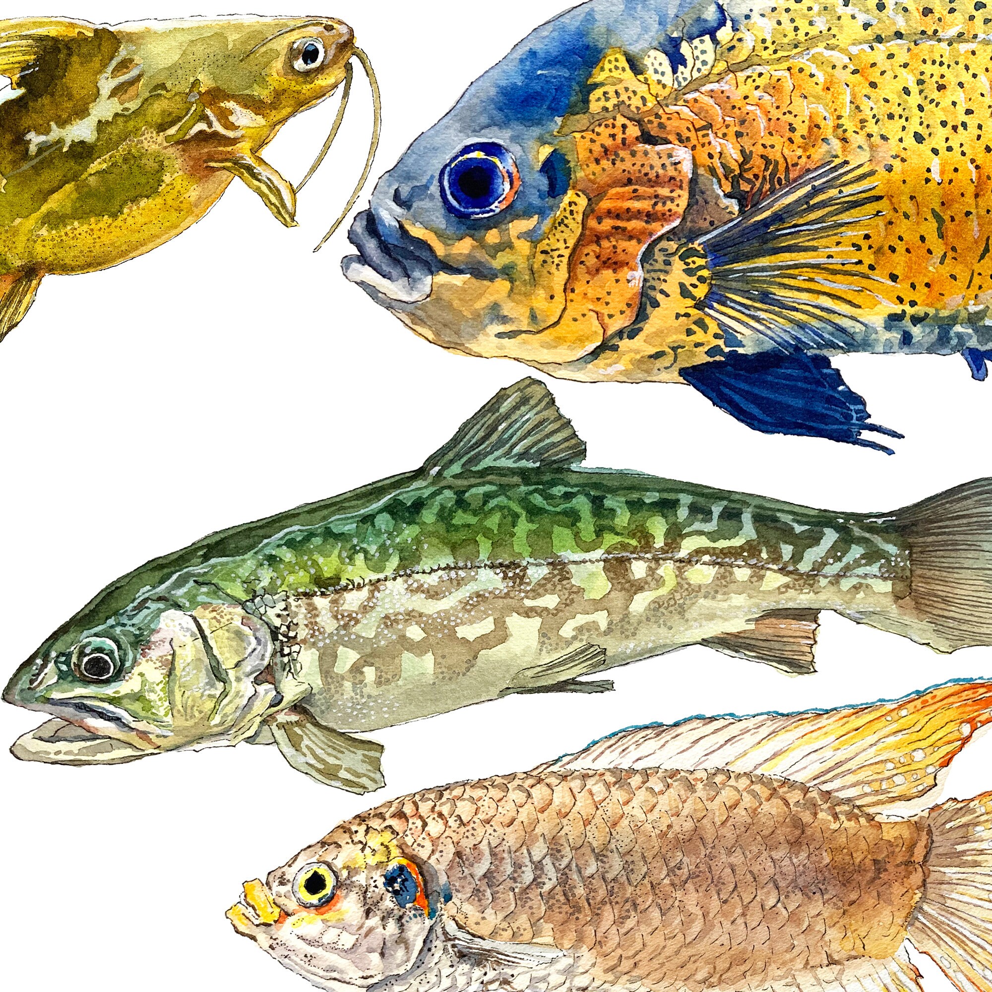 PNG Digital Bundles Aquarium Fish, Downloadable Water Color ...
